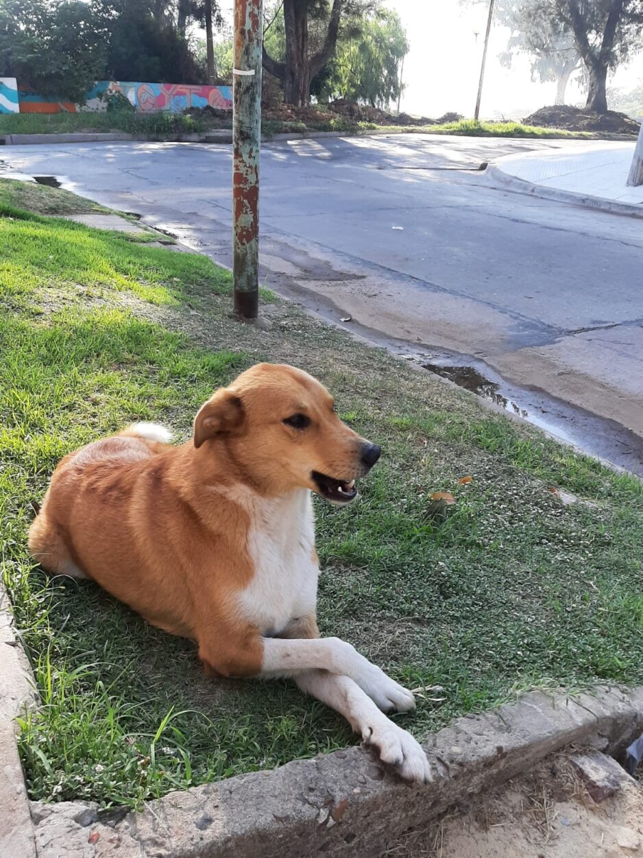 Preocupación por una jauría de perros que ataca a los vecinos en Gral ...